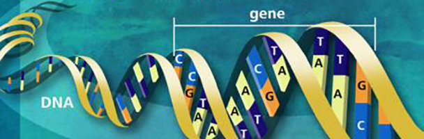 Human Genome Research • Becoming Human