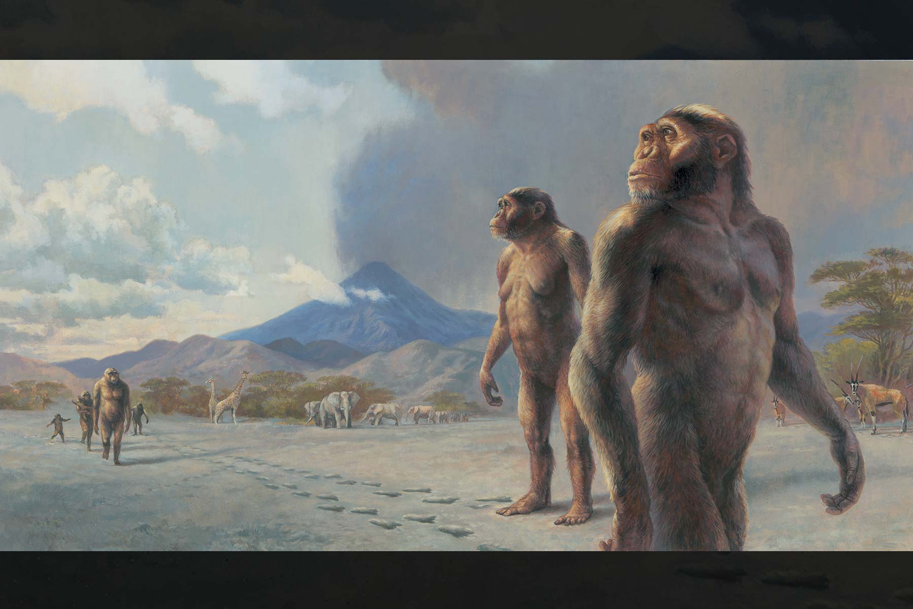 06 - Habitual bipedalism—Laetoli and Lucy • Becoming Human