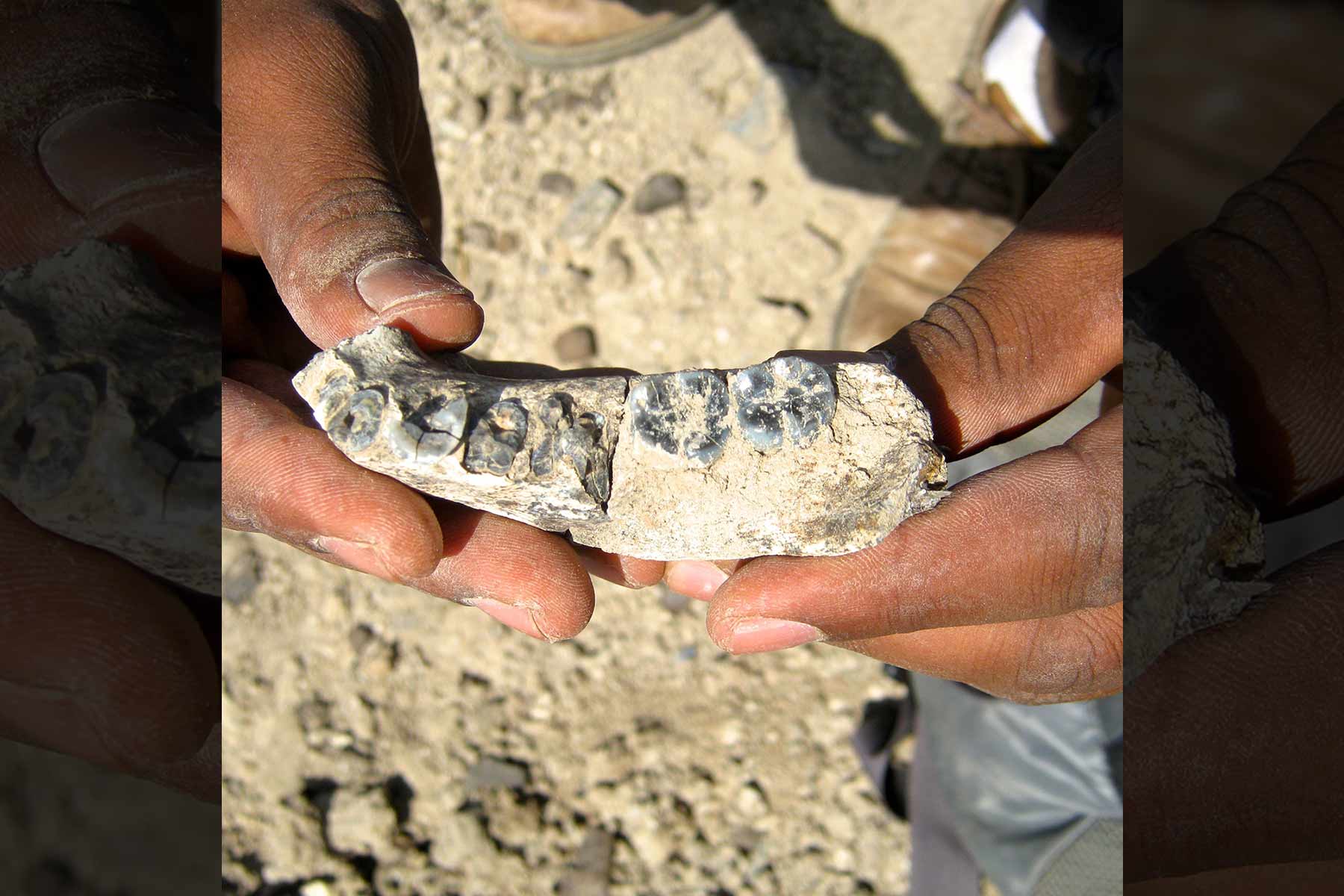 12 - Earliest evidence for the emergence of the genus Homo • Becoming Human