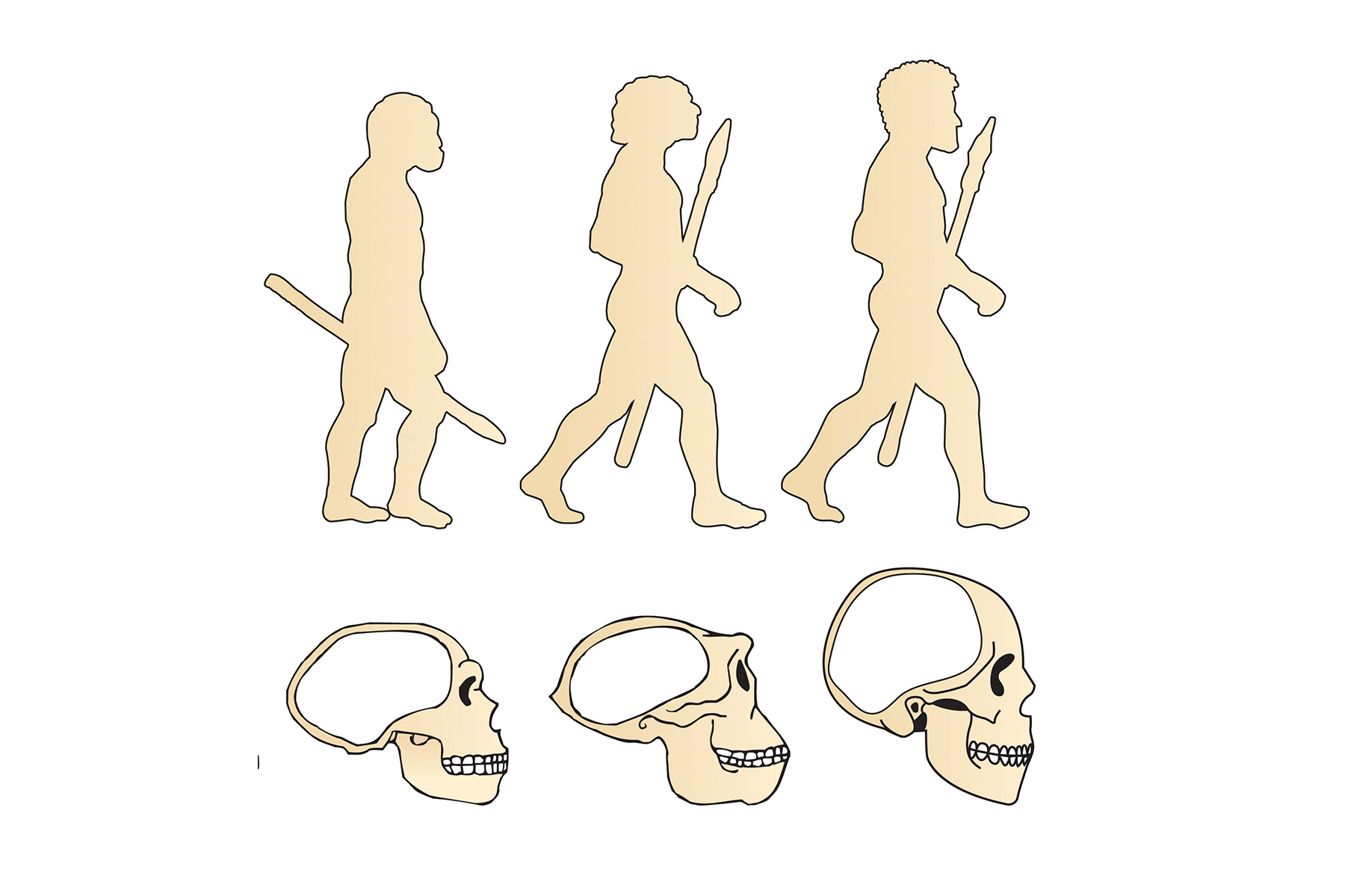 17 - Initial increase in brain size • Becoming Human