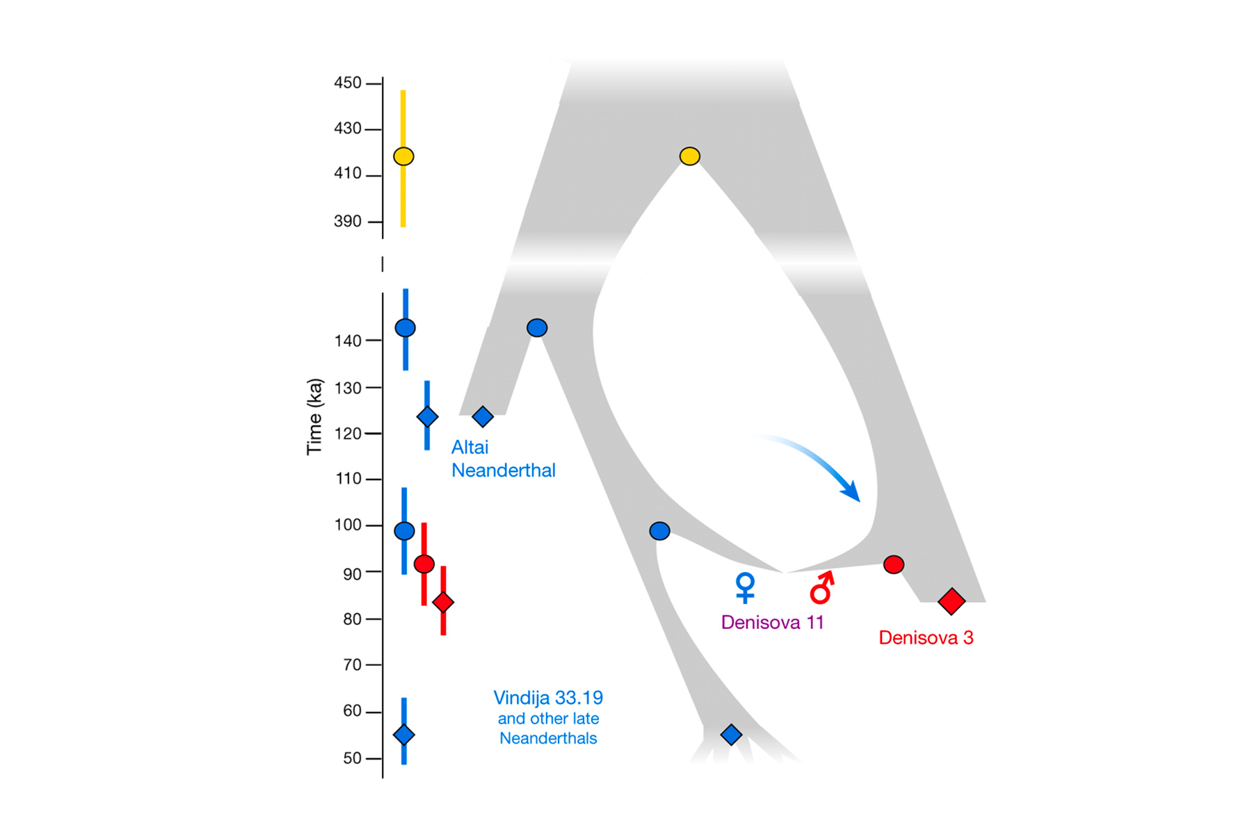 25 - Split of Neandertal and Denisovan lineages from modern humans (per ...