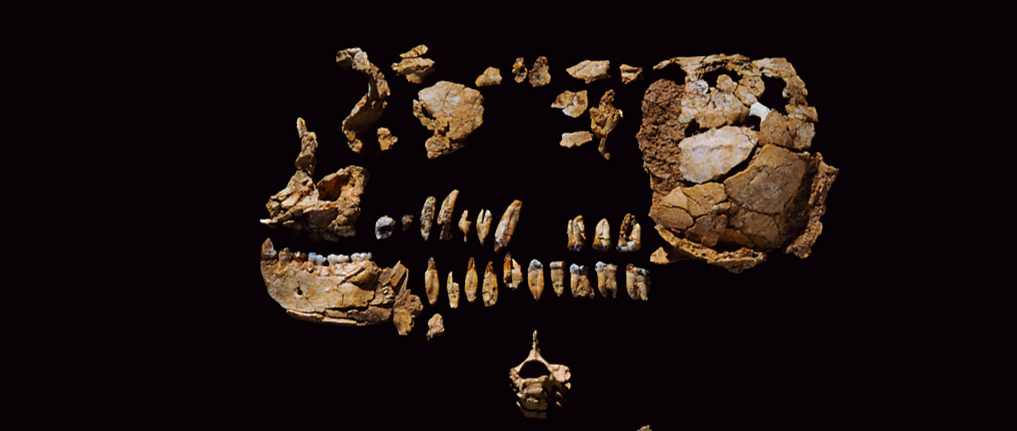 Ardipiths • Becoming Human