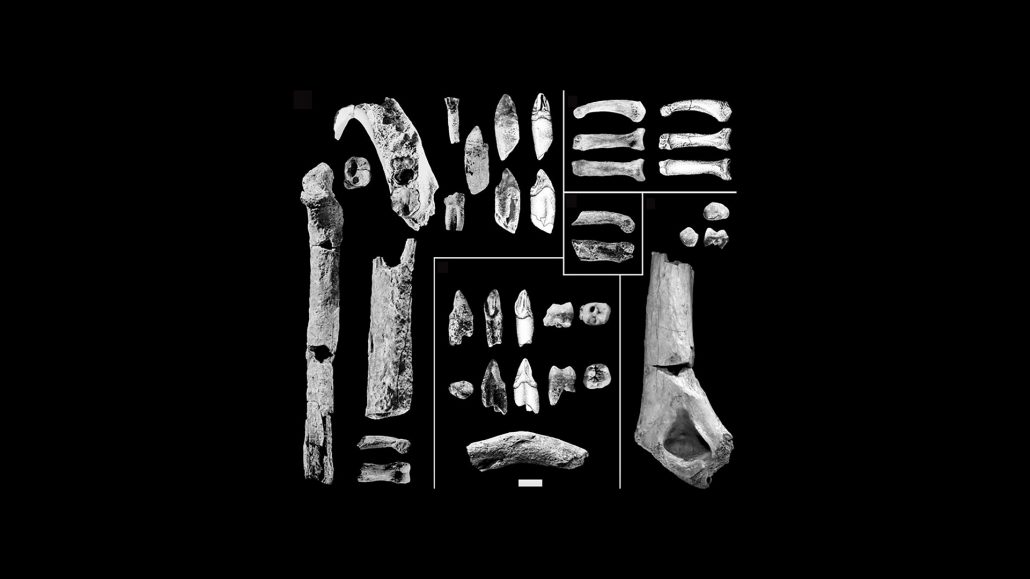 Ardipithecus kadabba • Becoming Human