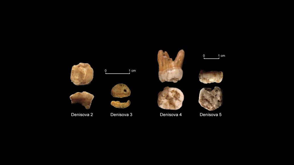 Denisovans • Becoming Human