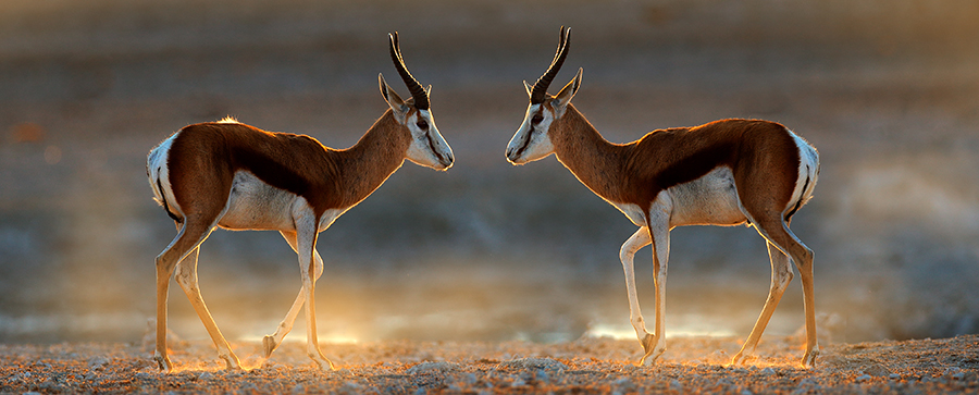 Paleoecology—Reconstructing Ancient Ecosystems • Becoming Human