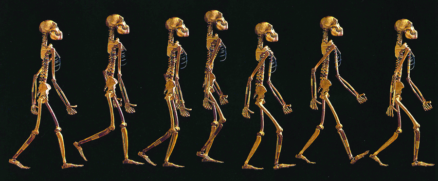 Bipedal Locomotion • Becoming Human